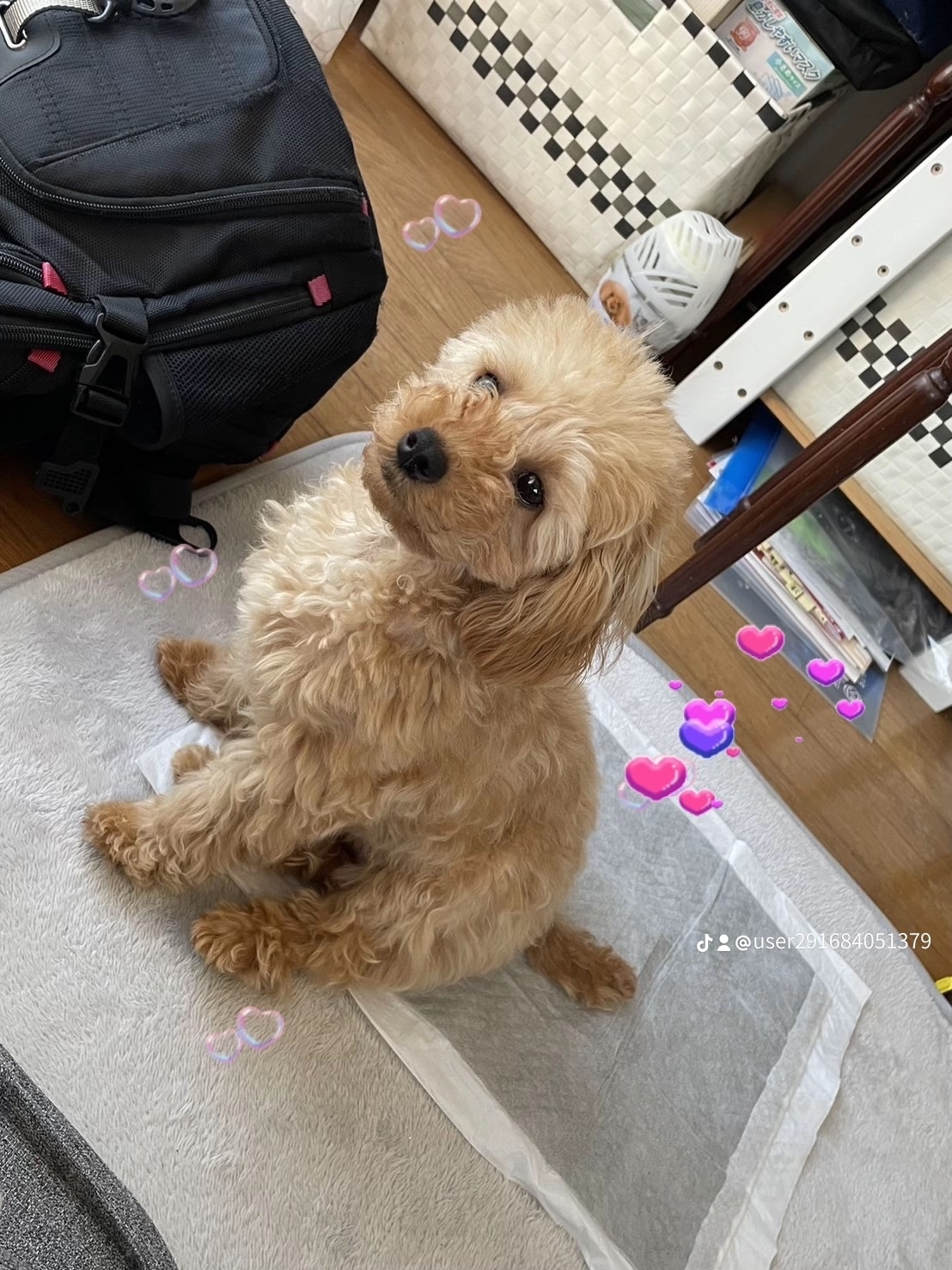 ぱるるさんのダイアリー：#子宮体がん#膣ガン疑い#外陰ガン疑い#HPV#クラス5 | Peer Ring - なかまと話そう！女性特有のがん