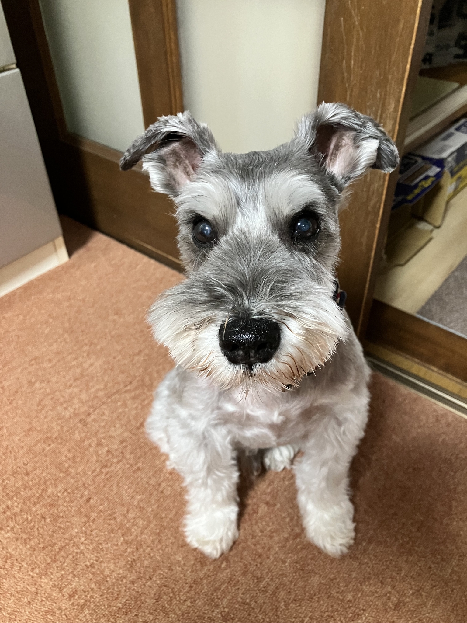 ころさんのダイアリー：最近少し情緒不安定🤏らしい。これが更年期なのか？？？ | Peer Ring - なかまと話そう！女性特有のがん