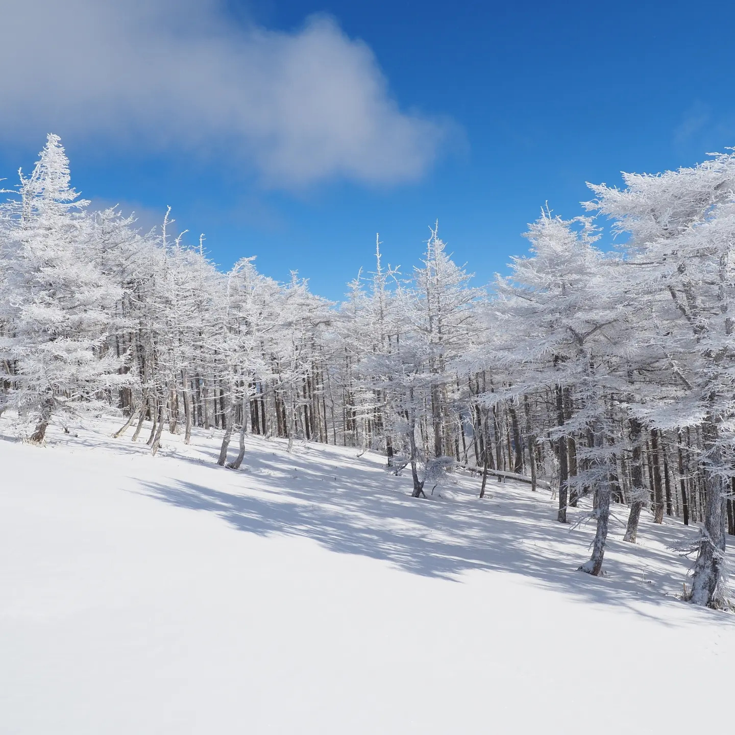 りりりりんさんのダイアリー：#癌以外 | Peer Ring - なかまと話そう！女性特有のがん