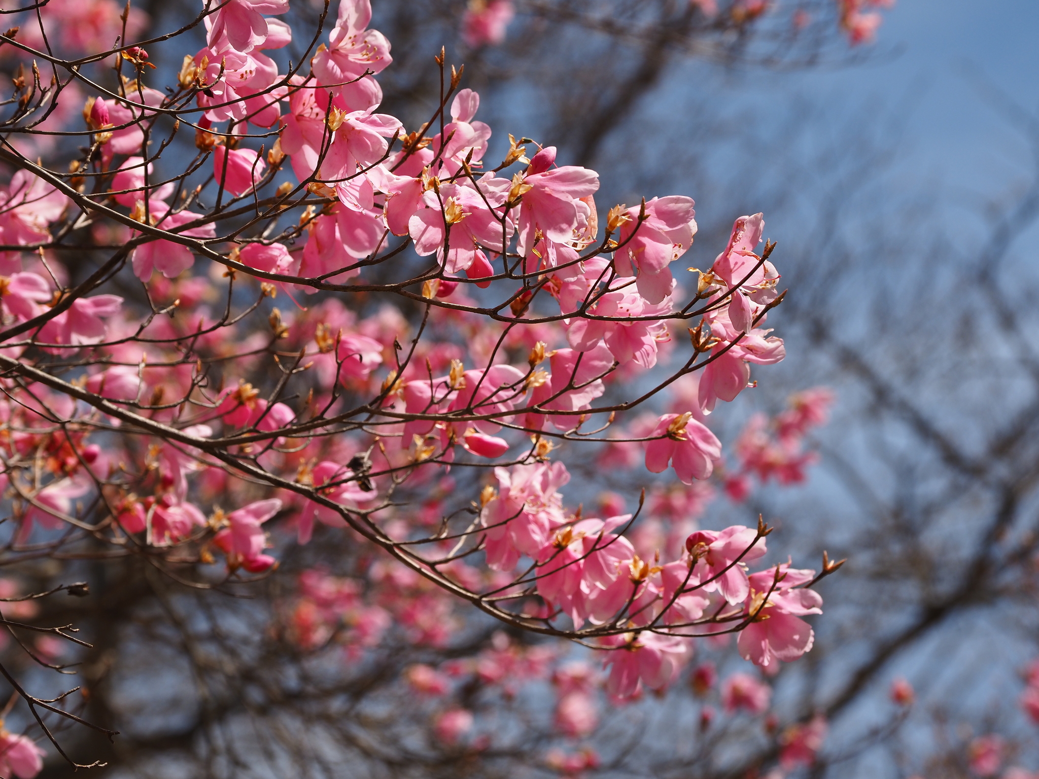 りりりりんさんのダイアリー：良い記事だと思いました。 | Peer Ring - なかまと話そう！女性特有のがん