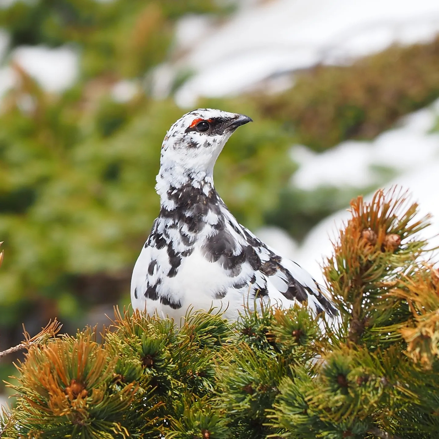 りりりりんさんのダイアリー：#癌以外 | Peer Ring - なかまと話そう！女性特有のがん